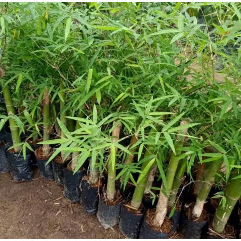 POKOK BULUH MADU THAILAND | Shopee Malaysia