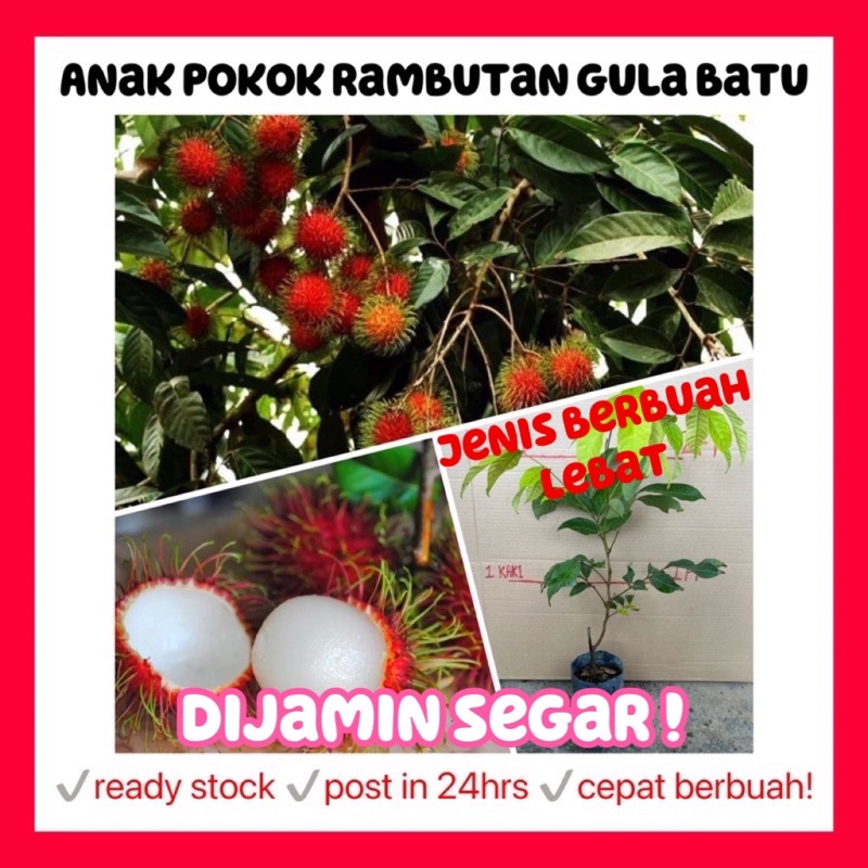 Rina • anak pokok rambutan gula batu • dijamin segar cepat berbuah ...