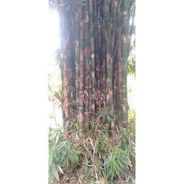 Buluh Lemang / Pansuh dari Johor (10pcs) | Shopee Malaysia