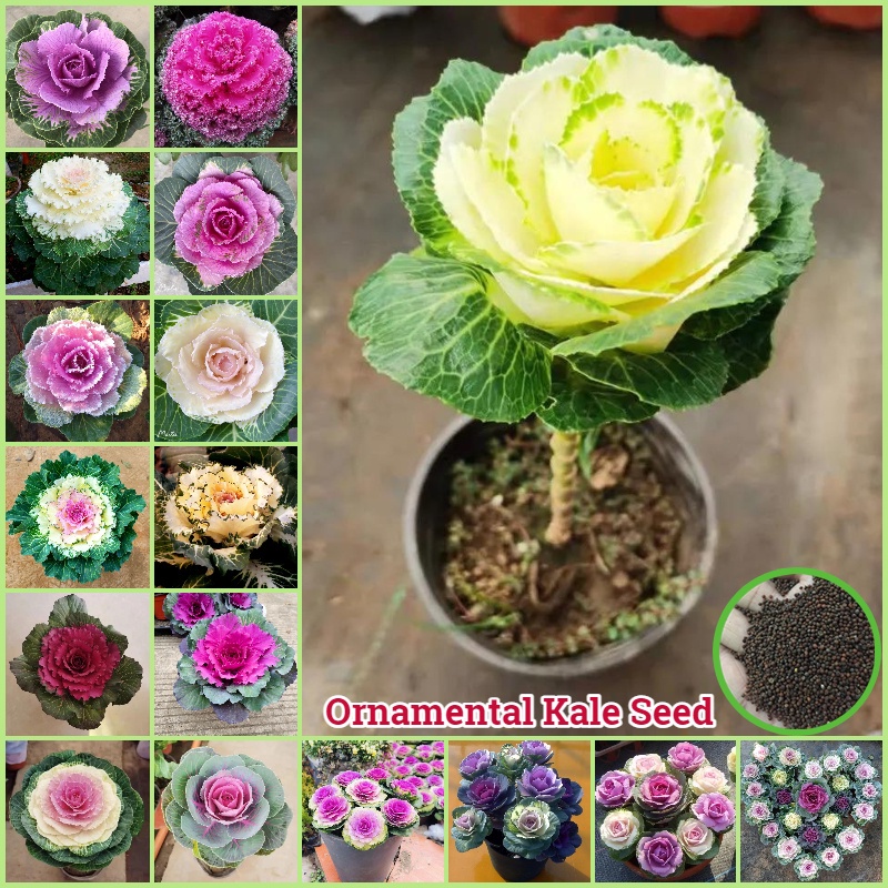 100pcs Ornamental Kale Seed Bonsai Seeds for Planting Flowers Potted ...