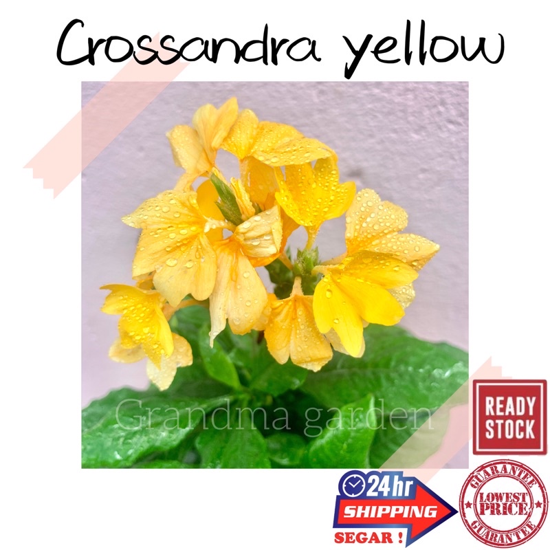 (GG real plant) crossandra tropic yellow splash^ pokok bunga hidup ...