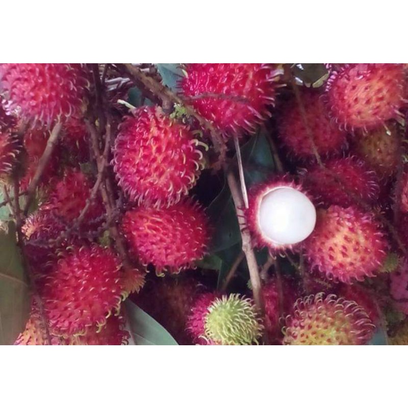 ANAK POKOK RAMBUTAN LAICI (R169) HYBRID | Shopee Malaysia