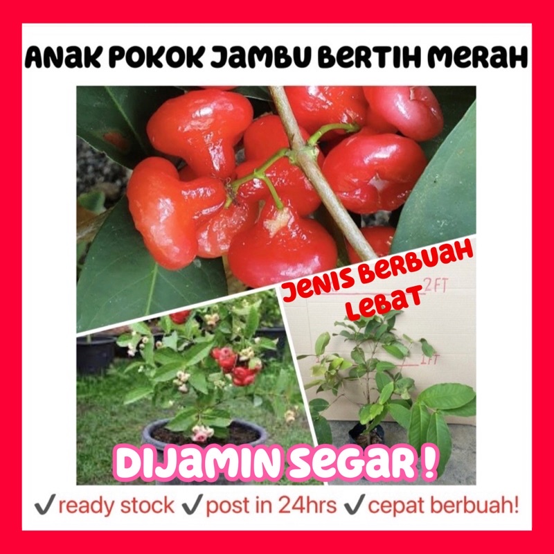 Rina • anak pokok Jambu bertih merah • dijamin segar cepat berbuah ...