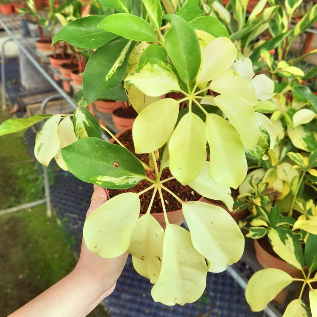 MOVEE - Real live plant Schefflera big leaf Variegated Dwarf Umbrella ...