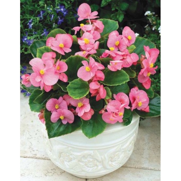 Keratan Wax Begonia Rose Begonia Pink Flower / Asam batu / rex begonia ...
