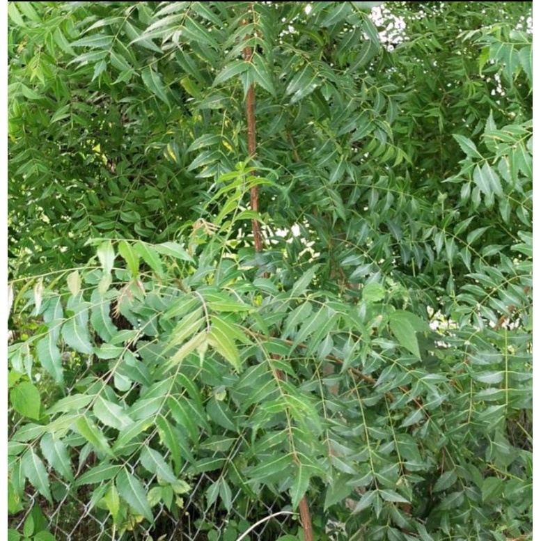 Anak Pokok Neem/Semambu Hybrid | Shopee Malaysia