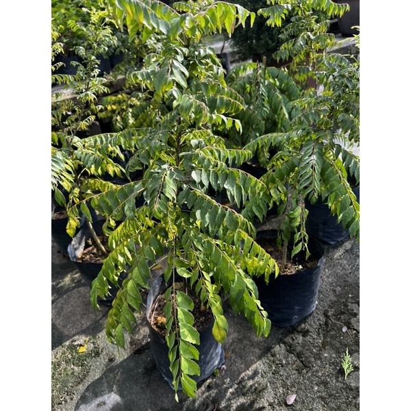 Pokok Kari Besar / Sudah Banyak Daun boleh terus guna untuk masak ...