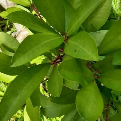 Daun Lempeni dan biji benih Lempeni (Ardisia elliptica) herba lempeni ...