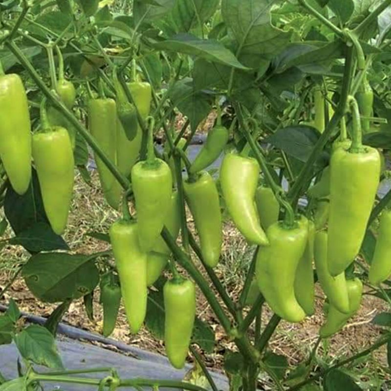 20pcs Benih Cili 052-Lada Solok Pendek F1 Hybrid/ chili pepper seeds ...