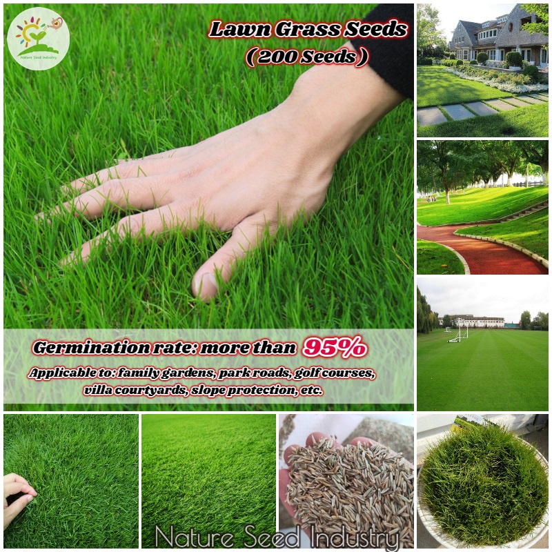 Lawn Grass Seeds for Planting (200 seeds/pack) | Bermuda Grass Seeds ...