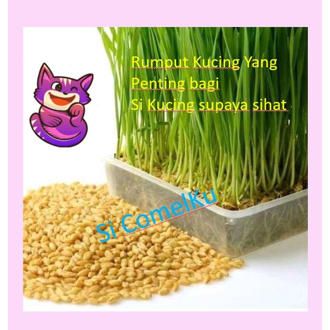 biji bernih rumput 10gm | Shopee Malaysia