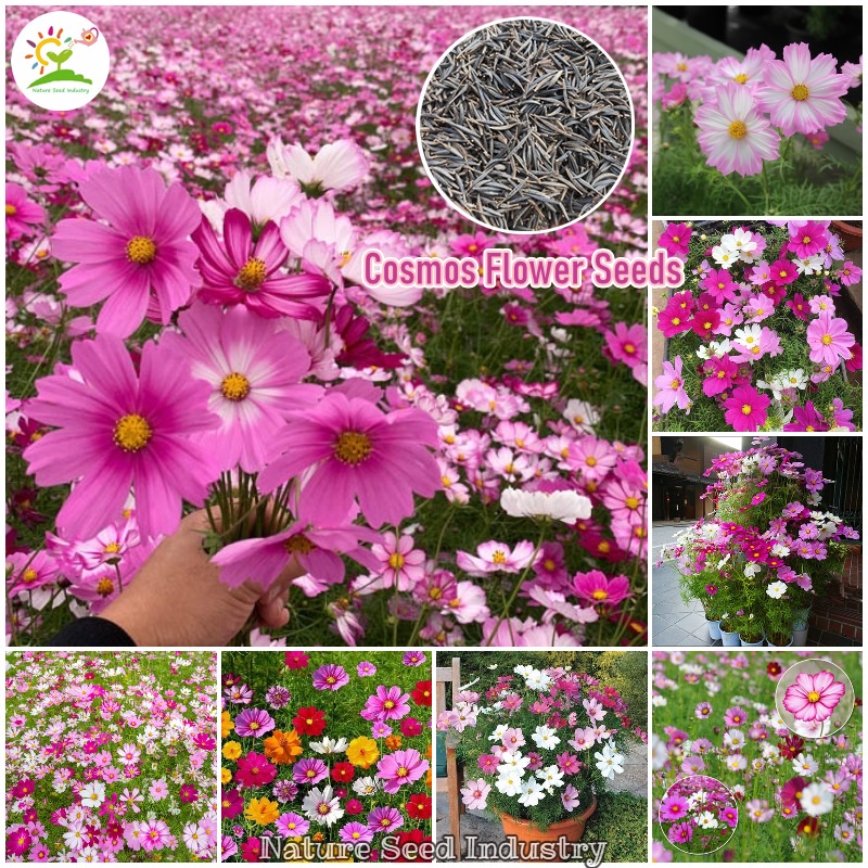 Mixed Cosmos Flower Seeds for Planting (20 seeds/pack, Suitable for ...