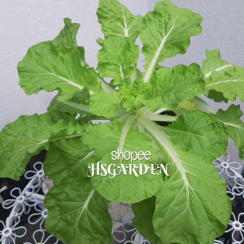 8 gram Sawi Keriting • Seeds | Shopee Malaysia