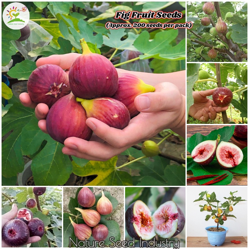 [Easy To Grow] Fig Seeds for Planting (200 Seeds/pack) | 无花果种子 | Biji ...