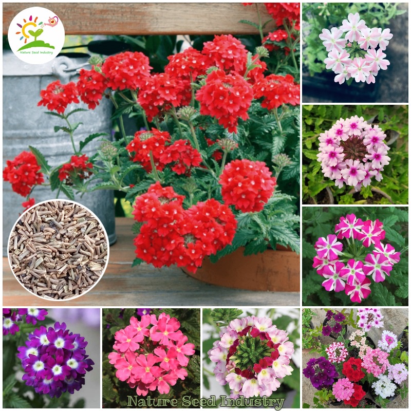 Benih Bunga Verbena hybrida Flower Seeds for Planting (20 seeds/bag ...