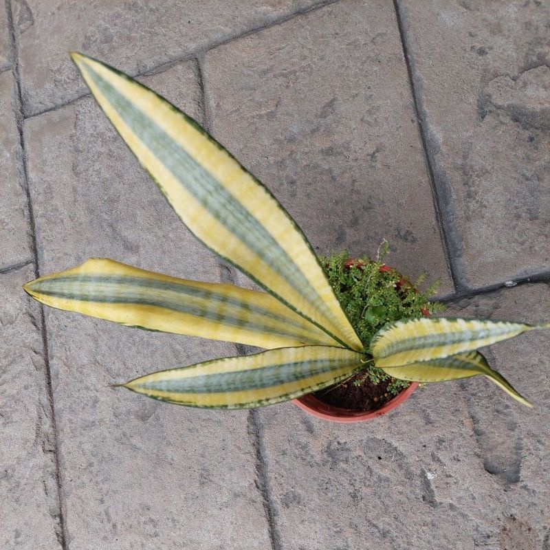 🔥Rare🔥 Sansevieria Cragii | Shopee Malaysia