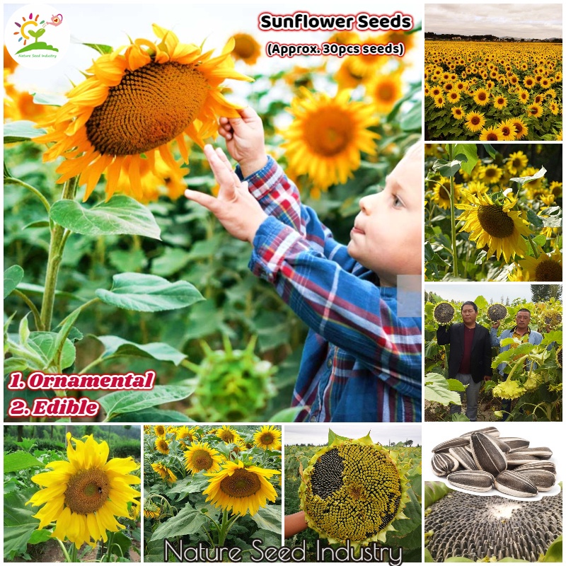 Sunflower Seeds for Planting (30 seeds/pack)丨Biji Bunga Matahari丨Flower ...