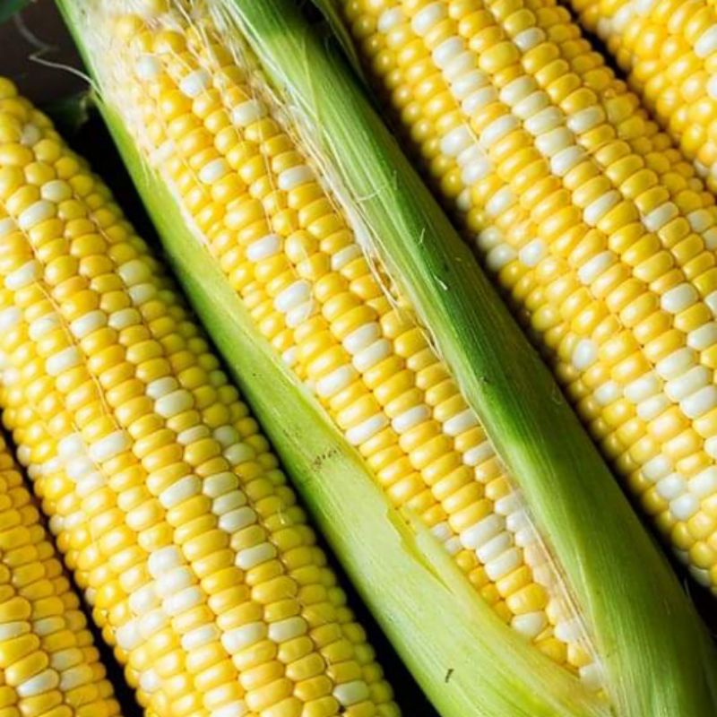 biji benih jagung mutiara F1 HYBRID. Rm2 6seeds. F1 HYBRID BI-COLOR ...