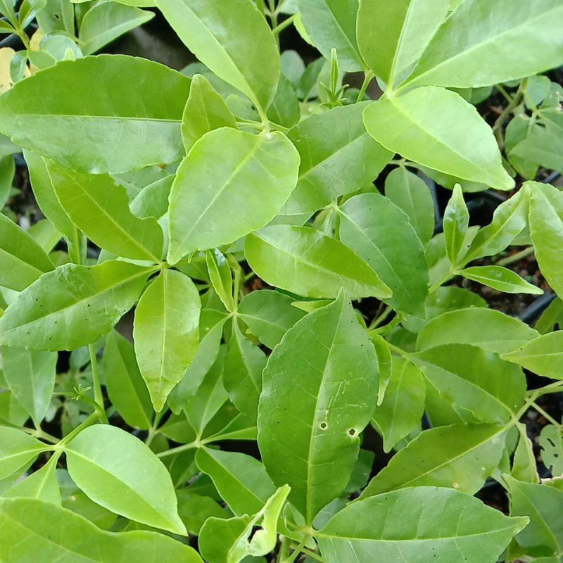 POKOK TENGGEK BURUNG // EUODIA REDLEYI // POKOK ULAM // // 1 ORDER ...