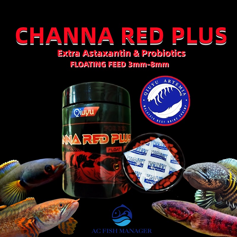 Qiuyu Channa Red Plus Channa , Snakehead & Carnivorous Fish High ...