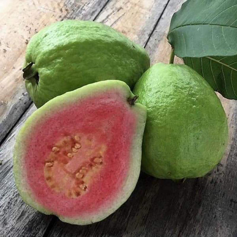 KKB Pokok Jambu Batu Hong Sing, Red Heart Guava | Shopee Malaysia