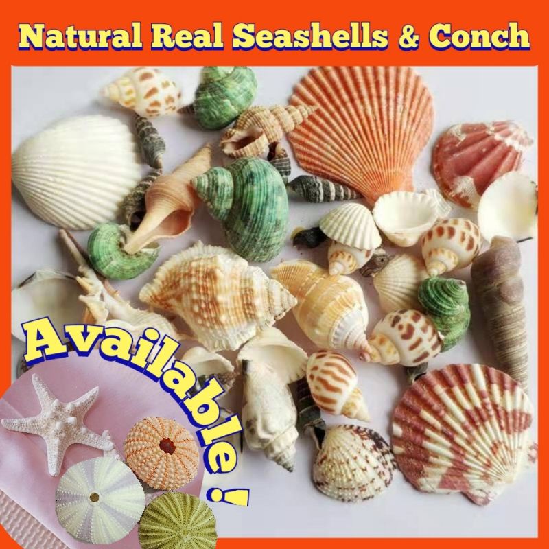Assorted Mixed Seashells Conch Shells | Starfish for Craft, Aquarium ...