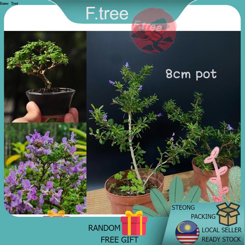 Blue Bell mini leaves Bonsai plant outdoor plant flower plant 小叶凌珊 盆景 ...