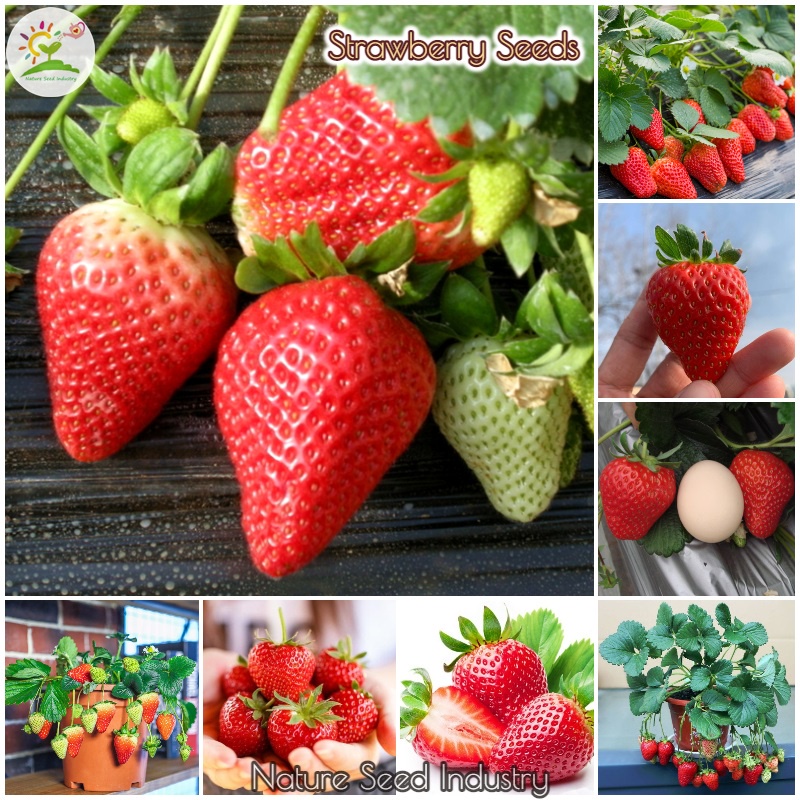 Strawberry Seeds for Planting (100 seeds/pack, Suitable for Growing ...