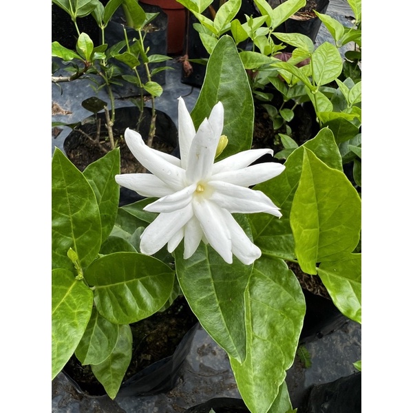 Pokok Bunga Melur / Bell of india | Shopee Malaysia