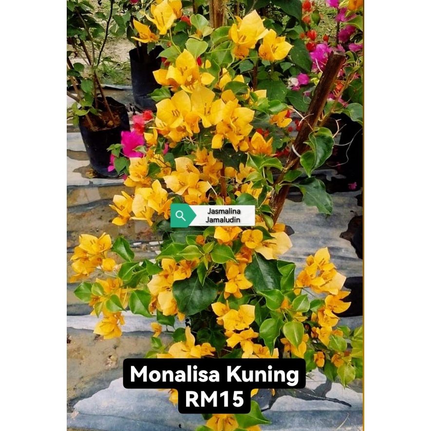 Bunga Kertas Bougainvillea Monalisa Kuning | Shopee Malaysia