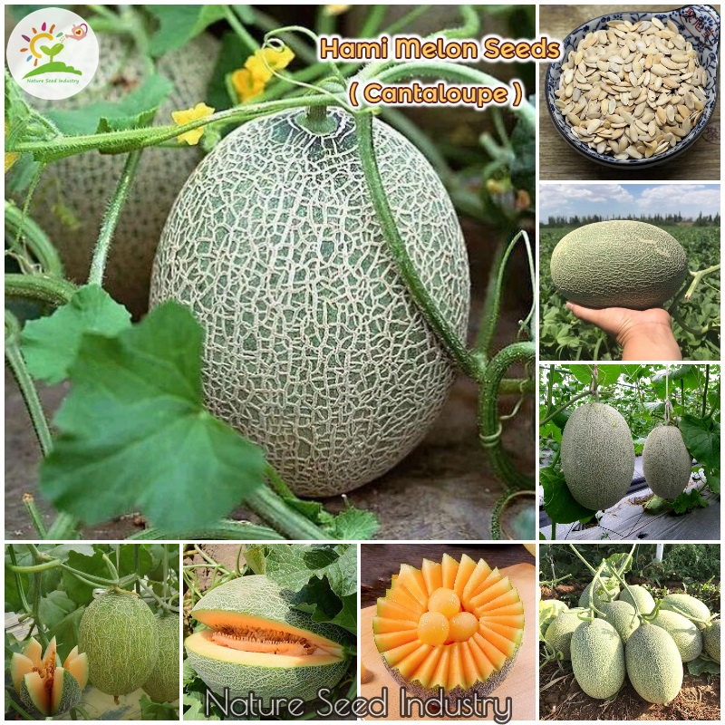 Hami Melon Seeds for Planting (10 PCS Suitable for Growing In Malaysia ...