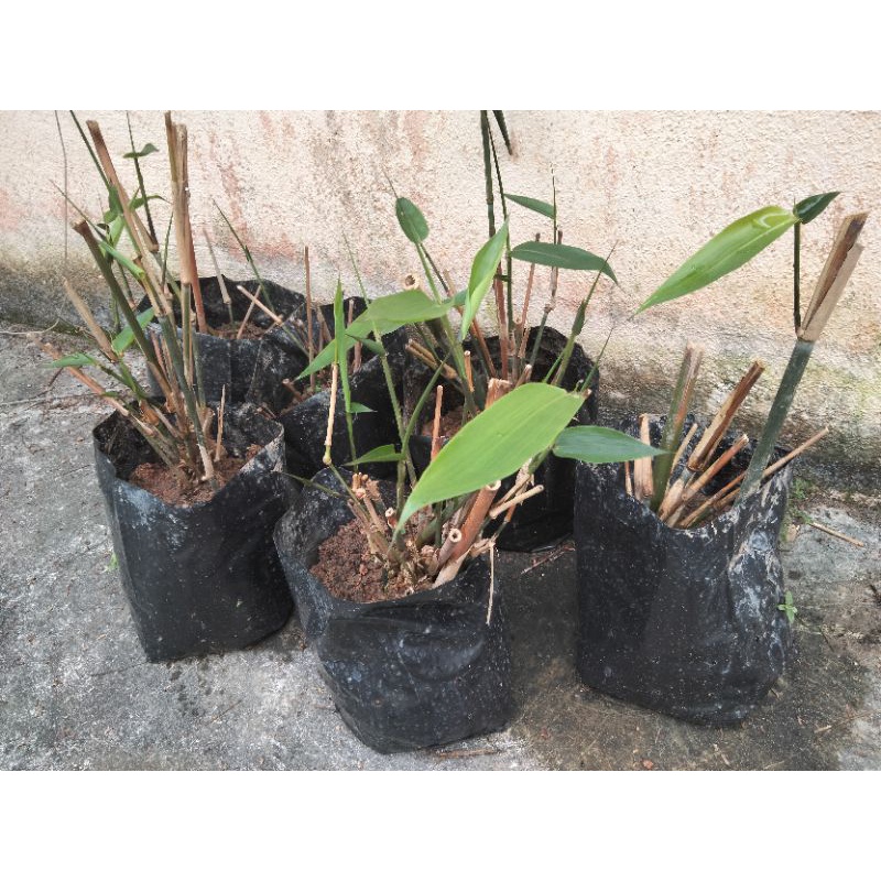 Anak pokok buluh lemang dari induk ditanam sendiri- dalam polybag sudah ...
