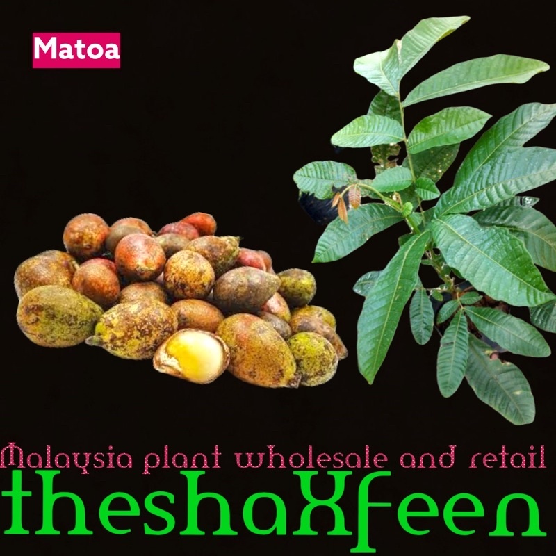 Pokok matoa theshaxfeen | Shopee Malaysia