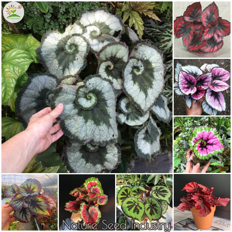 Begonia Seeds for Planting (50 seeds/pack, Easy To Grow) - Hosta ...
