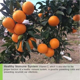 Hong Mei Ren Mandarin Orange 红美人柑橘 Pcs / 粒 | Fresh | Fruit | 新鲜水果 ...