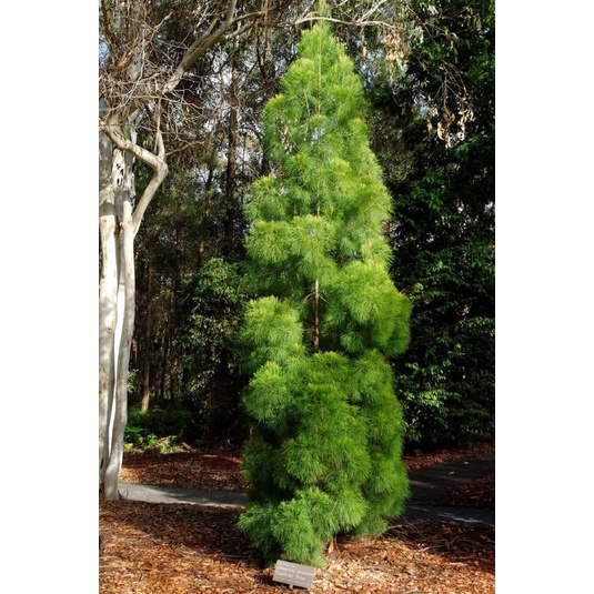 KKB Pokok Rhu Bukit, Sumatran Ru, Gymnostoma sumatranum, Casuarina ...