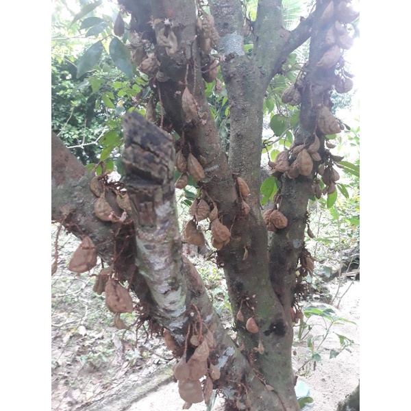 Anak Pokok Buah Katak Puru/Nam-Nam/Cynometra Cauliflora/Amphawa/Nang-Ai ...