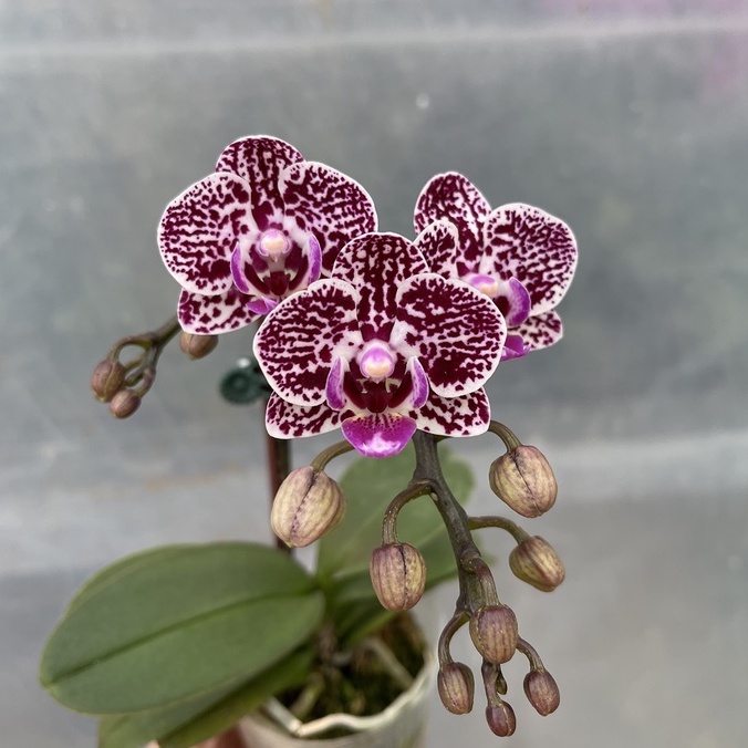 Phalaenopsis Hybrid Deep Red-Spots | Mini Moth Orchid | Shopee Malaysia