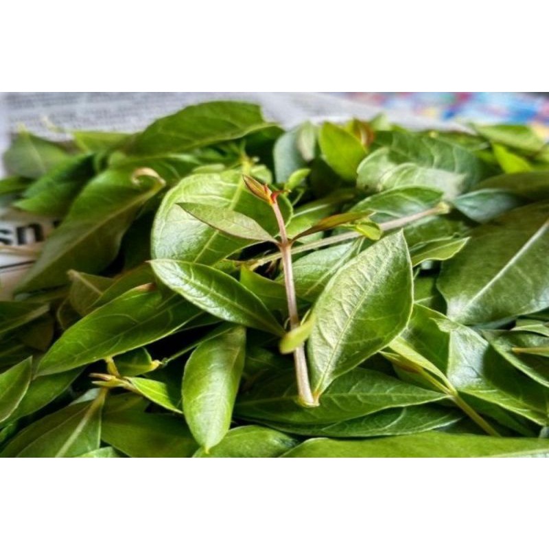 Daun inai segar pucuk muda 50 g | Shopee Malaysia