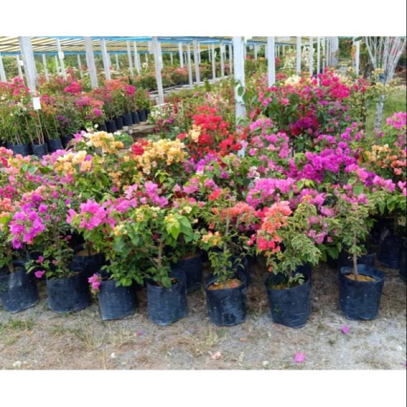 POKOK BUNGA KERTAS RENDOM | Shopee Malaysia