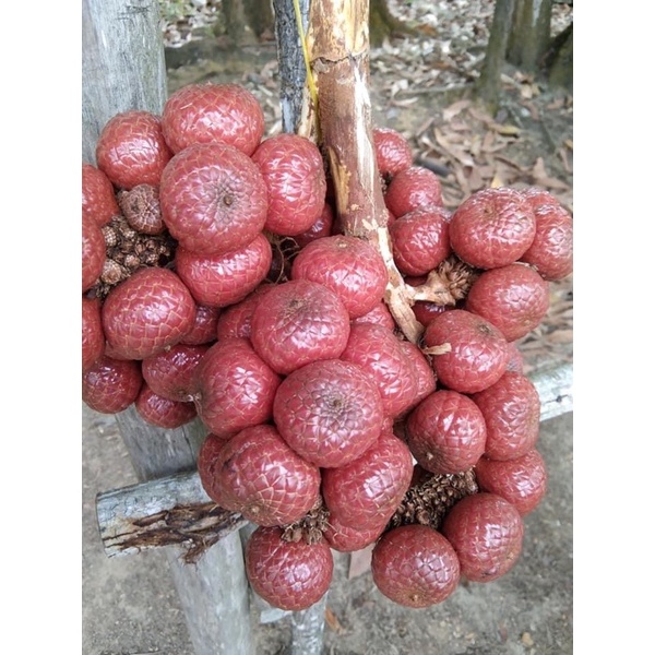 BUAH KELUBI FRESH 1 KILO | Shopee Malaysia