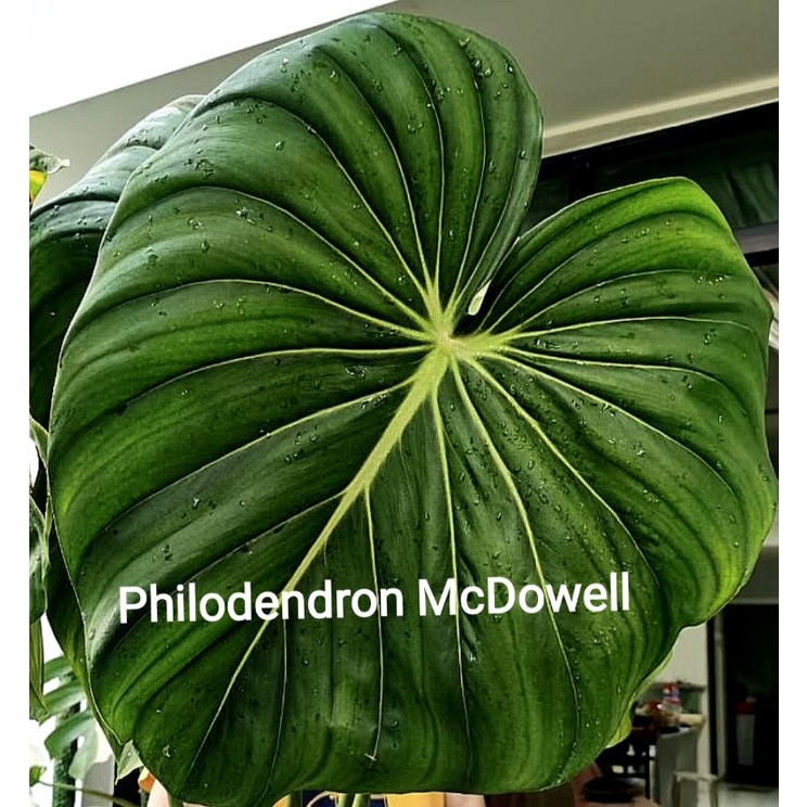 Philodendron McDowell | Shopee Malaysia