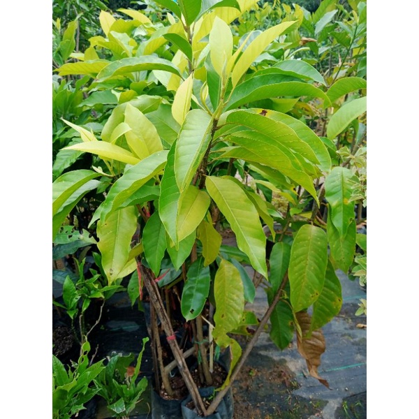 Pokok Bunga Cempaka Putih | Shopee Malaysia