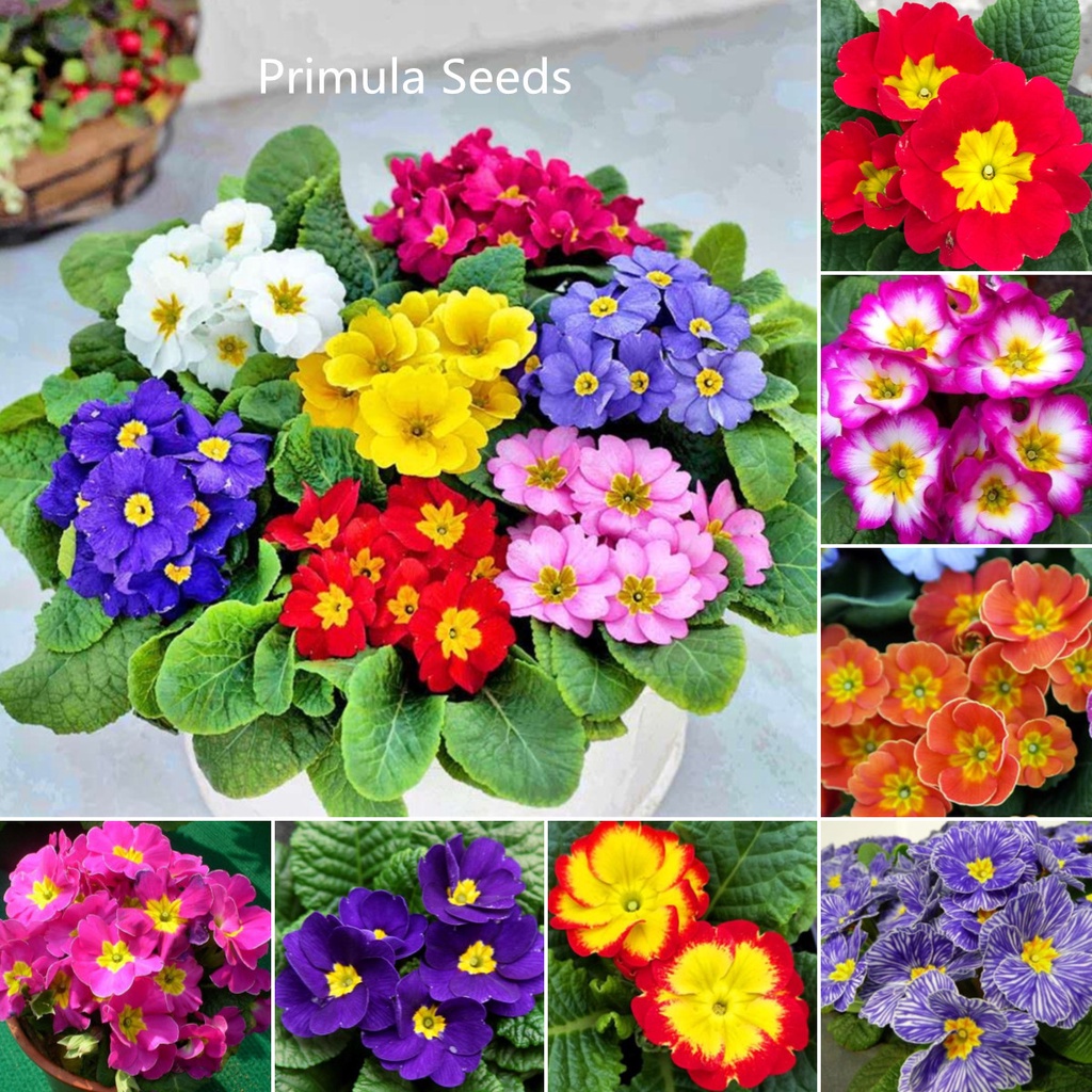 100pcs Multicolor Primula Seeds Pretty Bonsai Primrose Pokok Bunga ...
