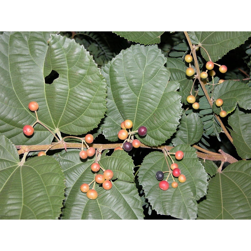 White Crossberry dried root (Grewia Tenax/asiatica) akar 印度捕魚木 Phalsa ...