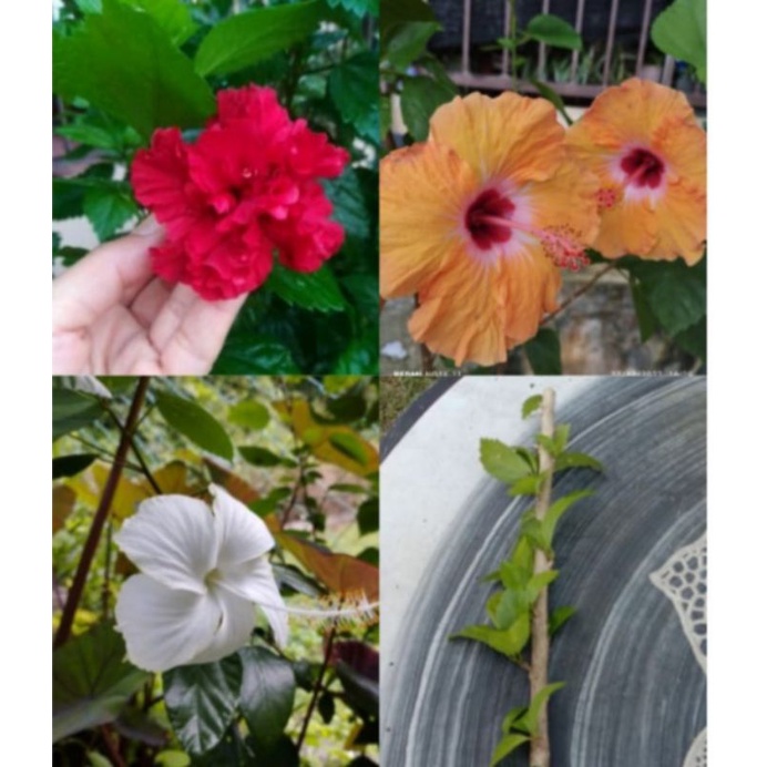 Keratan bunga raya/hibiscus/Putih/Merah berlapis/Ruellia Ungu./Mahkota ...