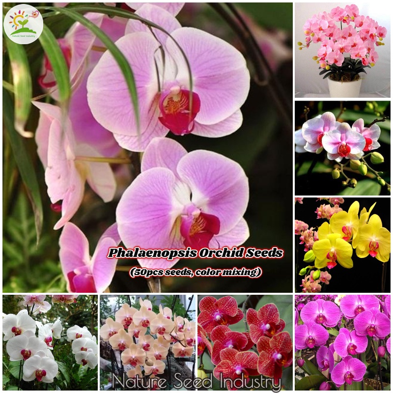 Phalaenopsis Orchid Seeds for Planting (Approx 50 Seeds, Mix Color ...