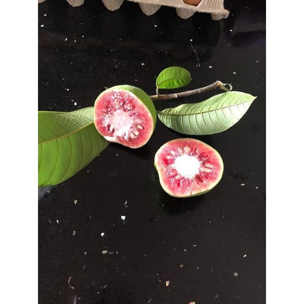 Pokok Keledang Tampang / Artocarpus dadah . saiZ 1kaki. | Shopee Malaysia