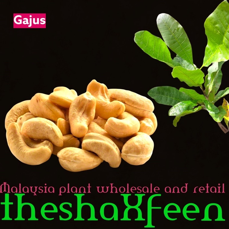 Pokok gajus theshaxfeen | Shopee Malaysia