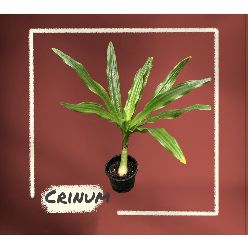 SWS - Crinum dwarf plant | Shopee Malaysia